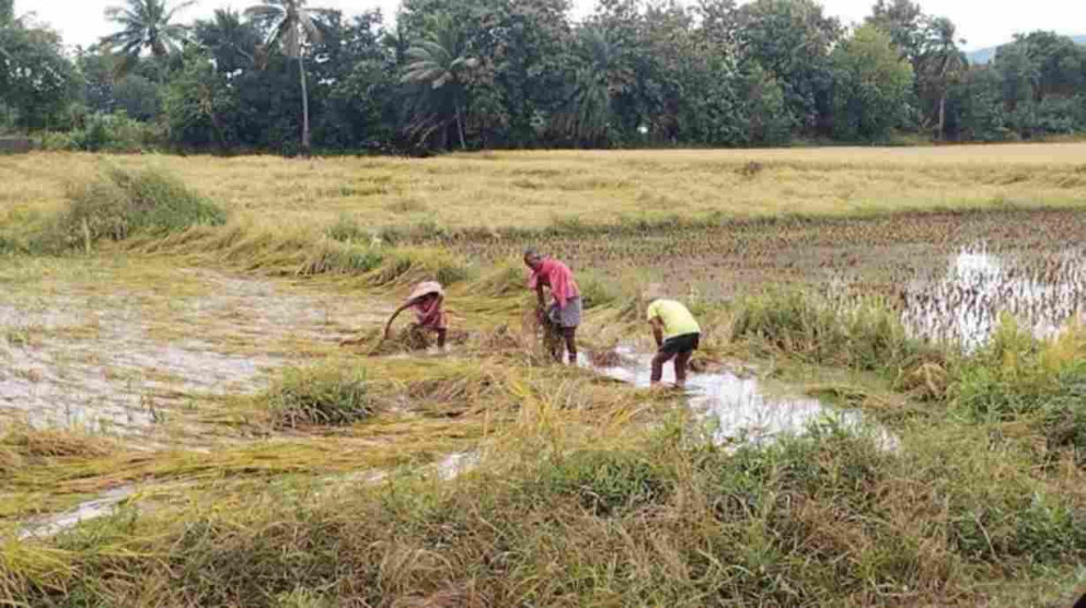 Bihar Agricultural Report: Paddy Trading Near Support Thresholds While ...